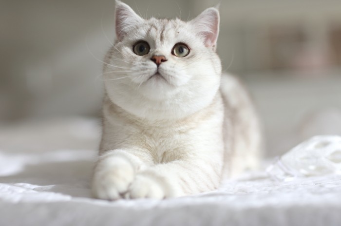 Our cats — Catalog — Loretta British Cattery