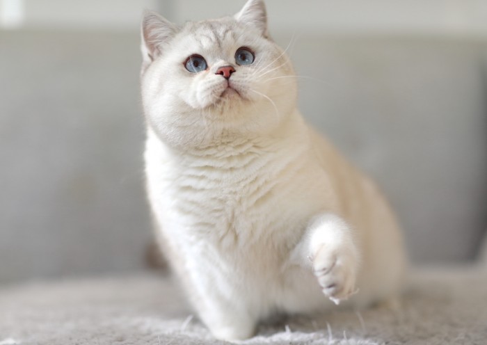 Our cats — Catalog — Loretta British Cattery